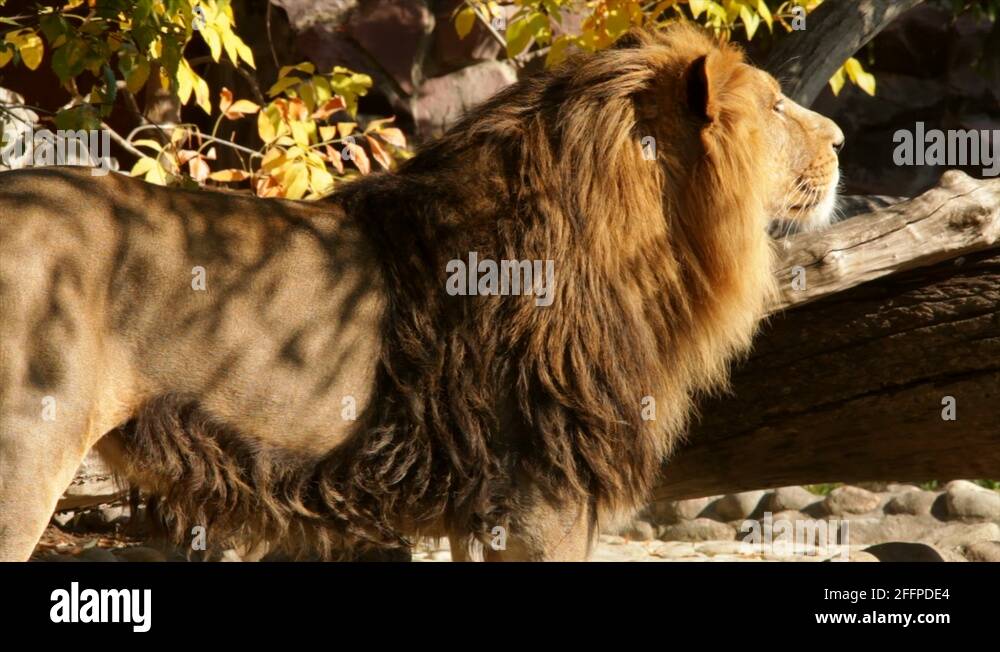 Sunny lion with playing tree shadow, side view, standing on forest ...
