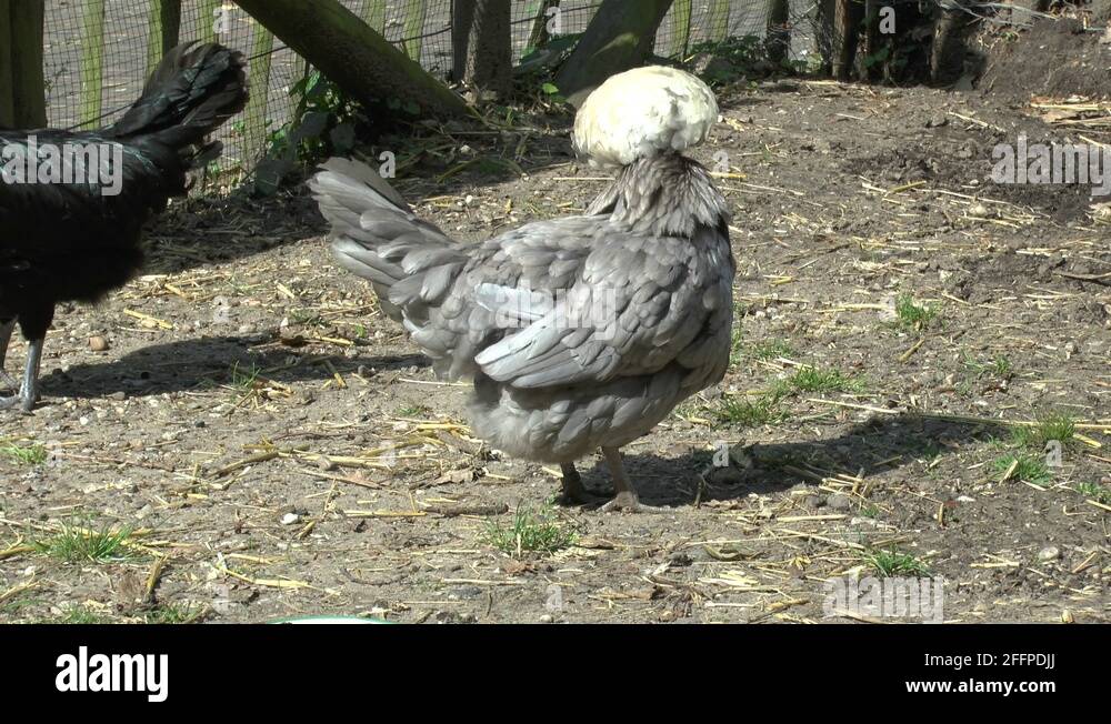 Chicken crest Stock Videos & Footage - HD and 4K Video Clips - Alamy