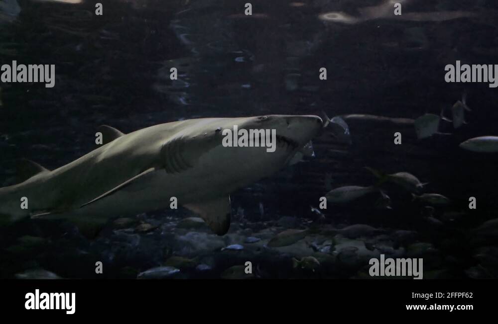 Ragged tooth shark in 4K Stock Video Footage - Alamy