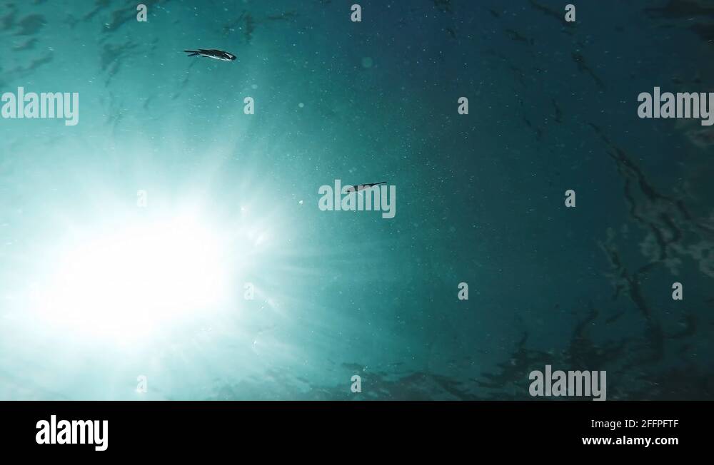 Deep Ocean Water Surface Rays Tropical Blue Abyss Beautiful Aquatic ...