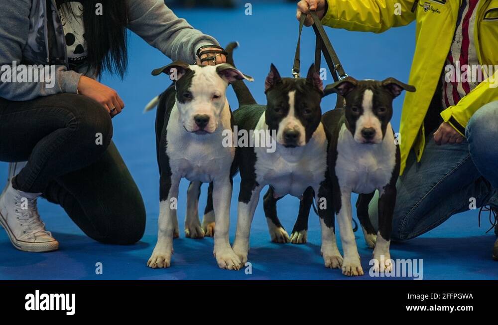 Dogs posing Stock Videos & Footage - HD and 4K Video Clips - Alamy