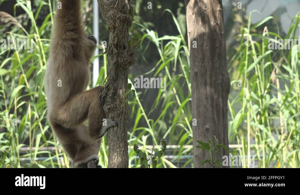Cute African monkey hang tree branch relax natural habitat wild animal ...