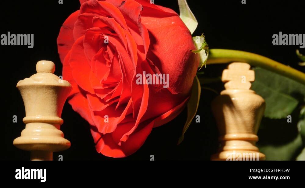 3106 King Giving Queen a Red Rose Chess Pieces, 4K Stock Video Footage ...