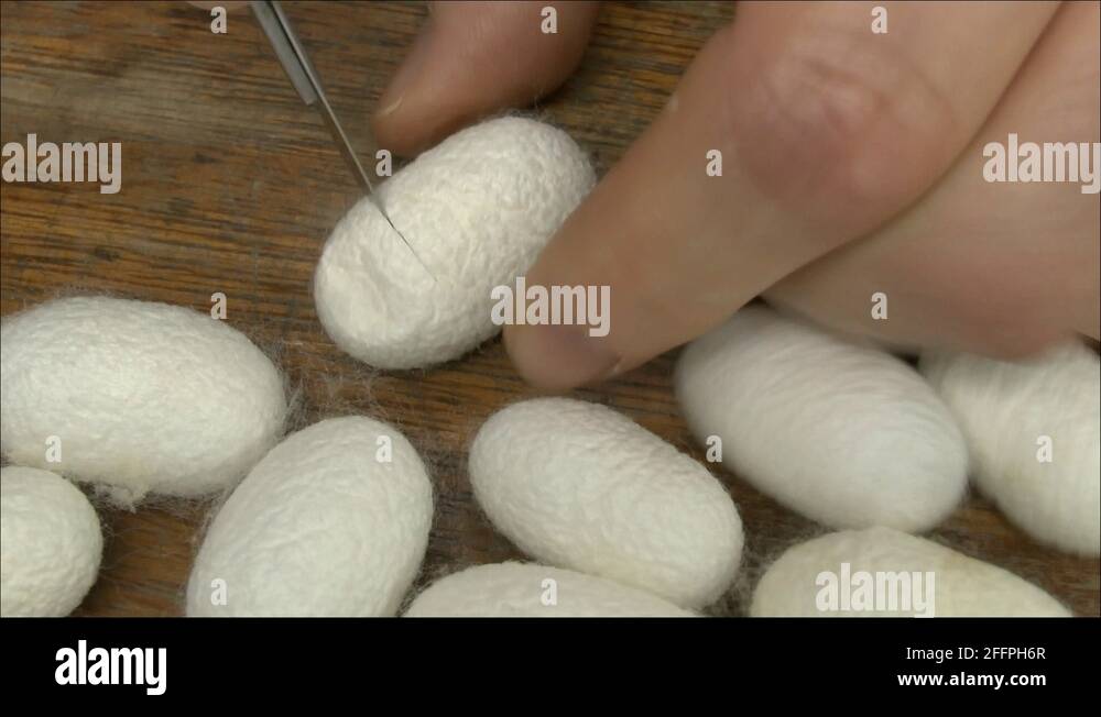 Cutting open a silkworm cocoon using a scalpel, UK Stock Video Footage ...