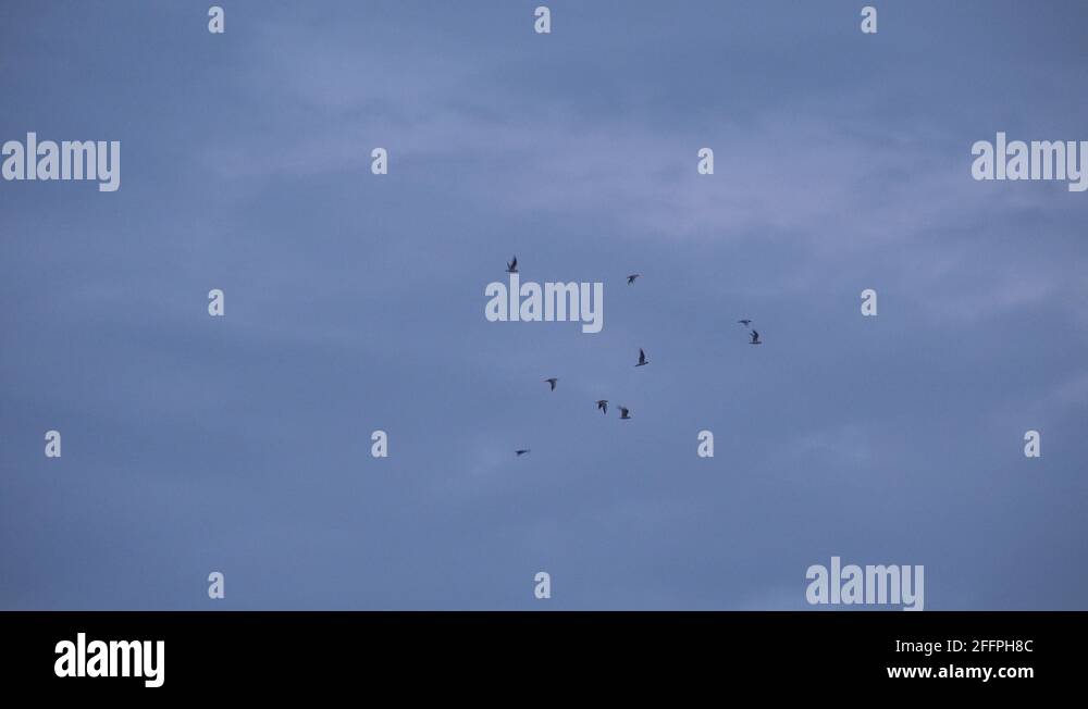 Raven right Stock Videos & Footage - HD and 4K Video Clips - Alamy