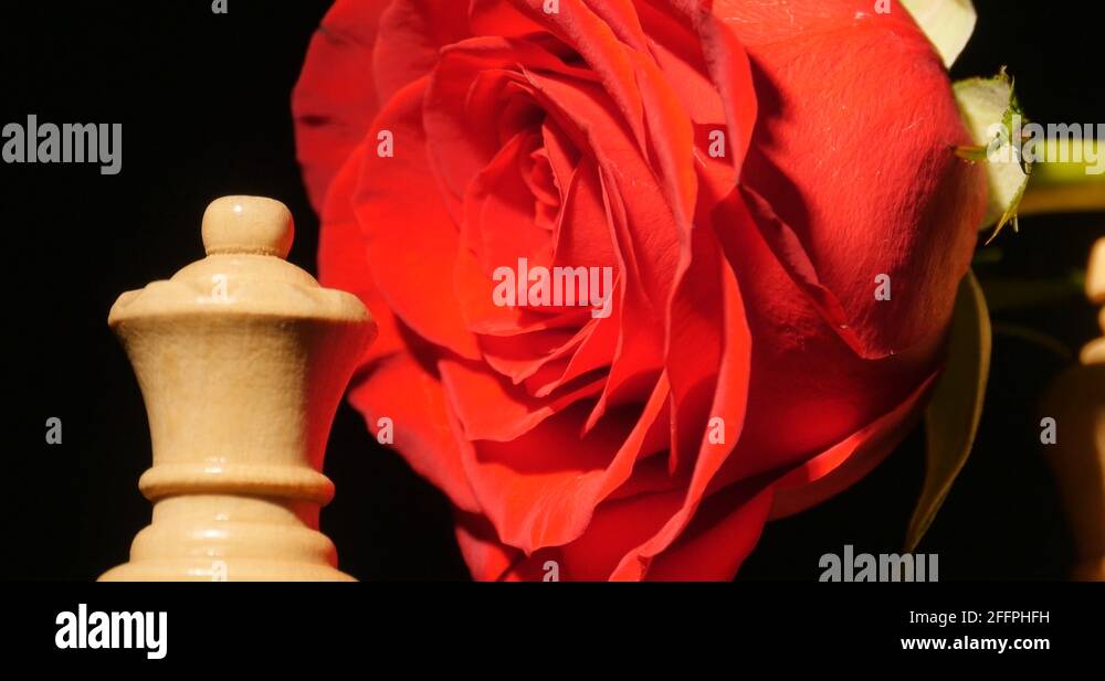 Chess board flower Stock Videos & Footage - HD and 4K Video Clips - Alamy