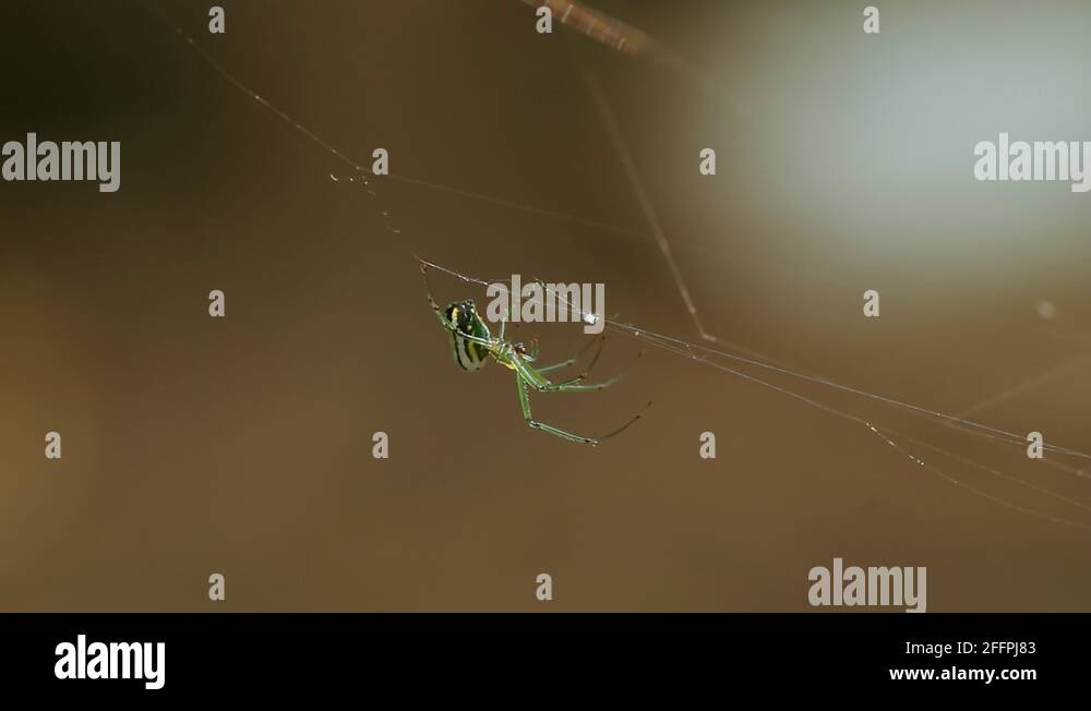 Spider webbing Stock Videos & Footage - HD and 4K Video Clips - Alamy