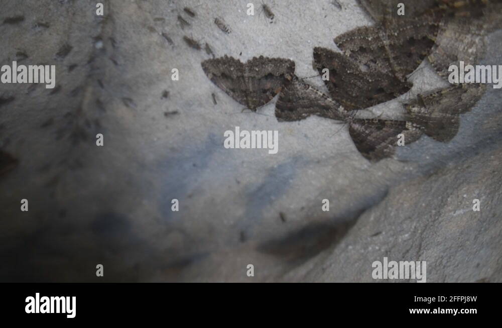 Cave insects Stock Videos & Footage - HD and 4K Video Clips - Alamy