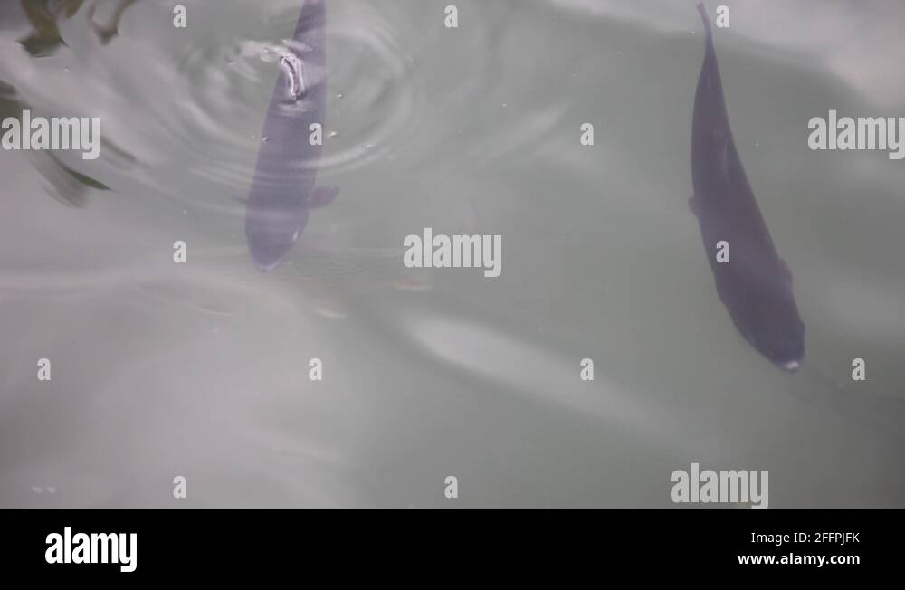 Rainbow trout fish swim in lake water Stock Video Footage - Alamy