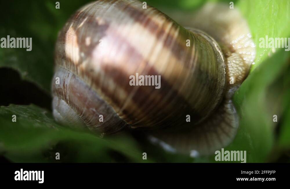 Terrestrial slug Stock Videos & Footage - HD and 4K Video Clips - Alamy