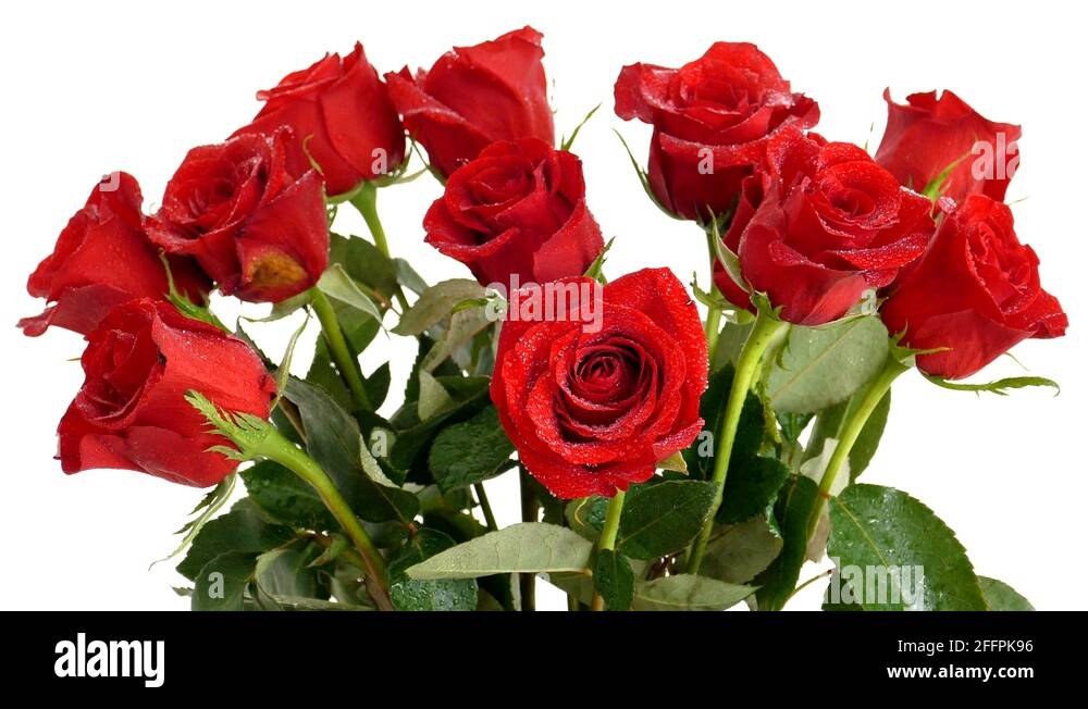 Dozen red roses bouquet Stock Videos & Footage - HD and 4K Video Clips ...