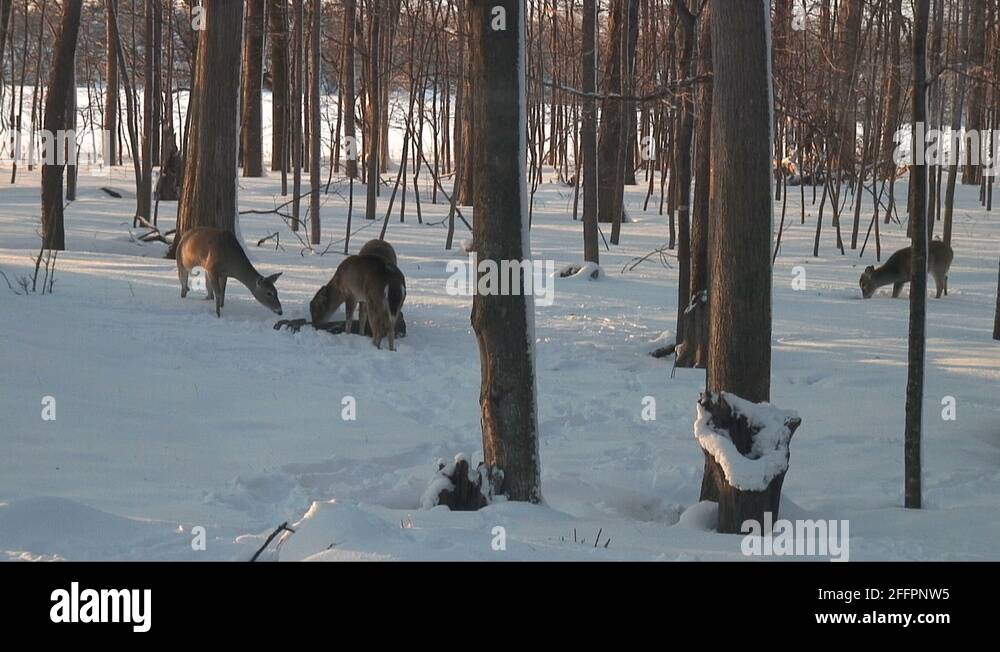 Kick to the Stock Videos & Footage - HD and 4K Video Clips - Alamy