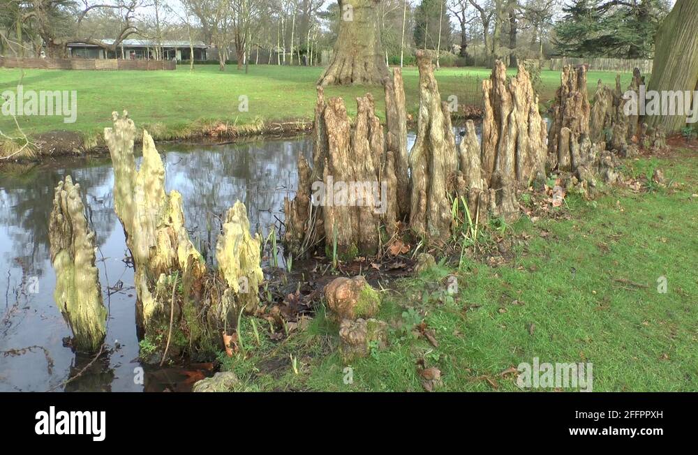 Swamp cypress tree Stock Videos & Footage - HD and 4K Video Clips - Alamy