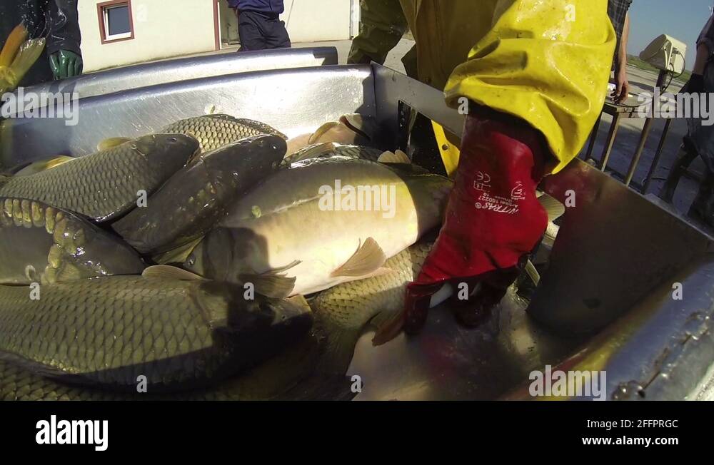 Commercial fish pond Stock Videos & Footage - HD and 4K Video Clips - Alamy