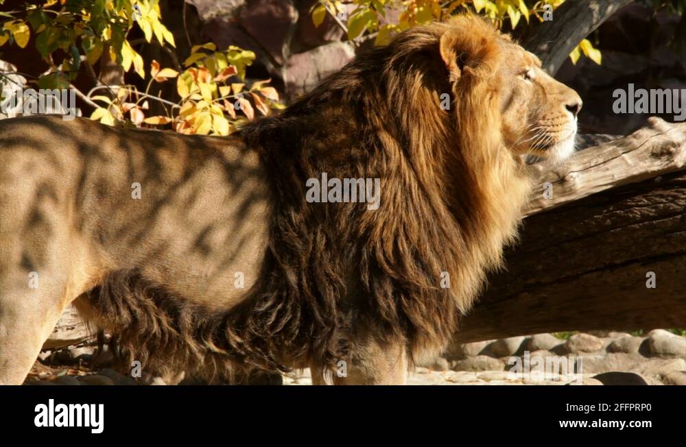 A sunlit Asian lion, side view, standing on forest background. King of ...
