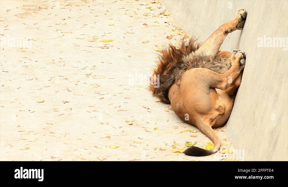 Crest on the back of its head Stock Videos & Footage - HD and 4K Video ...