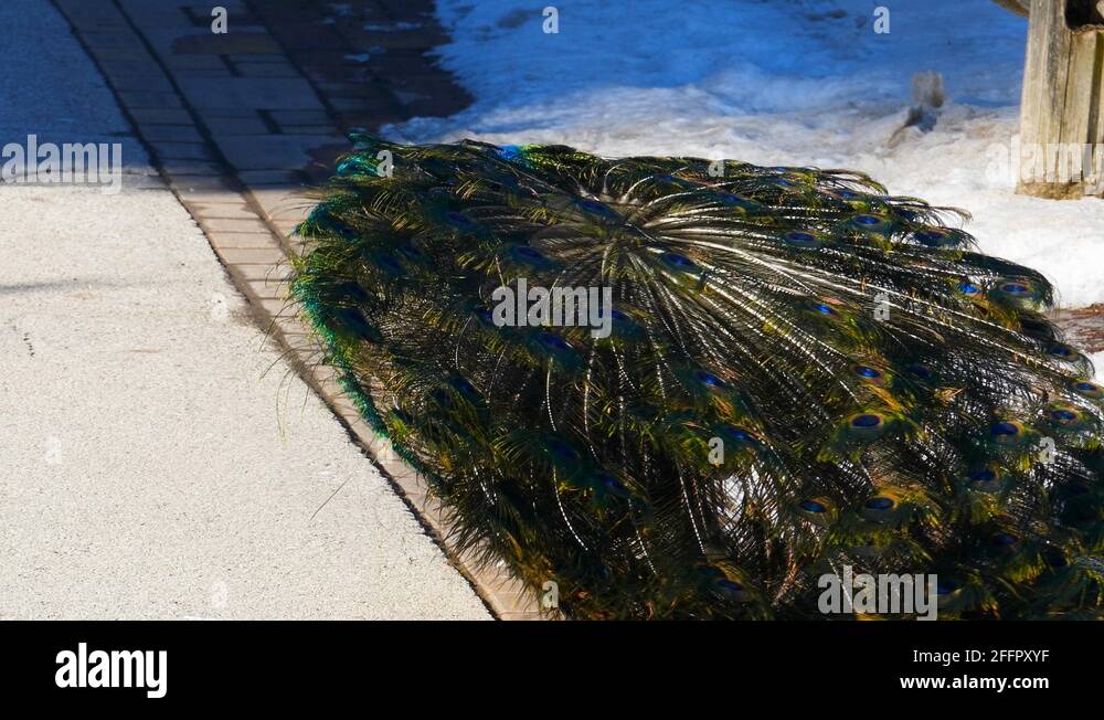 Fluffing Stock Videos & Footage - HD and 4K Video Clips - Alamy