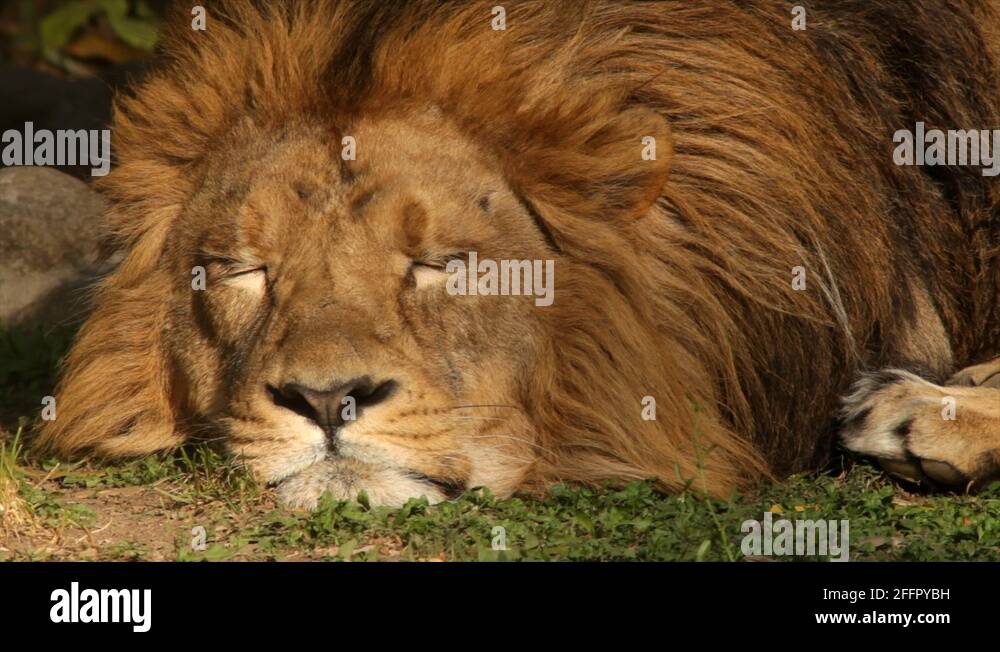 Sunny lion Stock Videos & Footage - HD and 4K Video Clips - Alamy