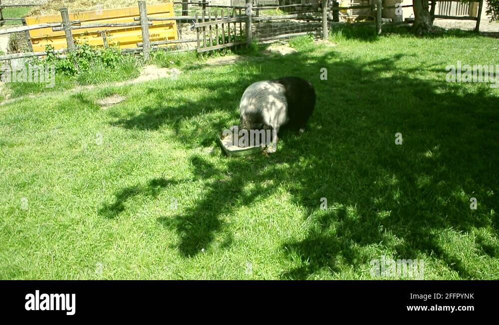 Pig cub Stock Videos & Footage - HD and 4K Video Clips - Alamy