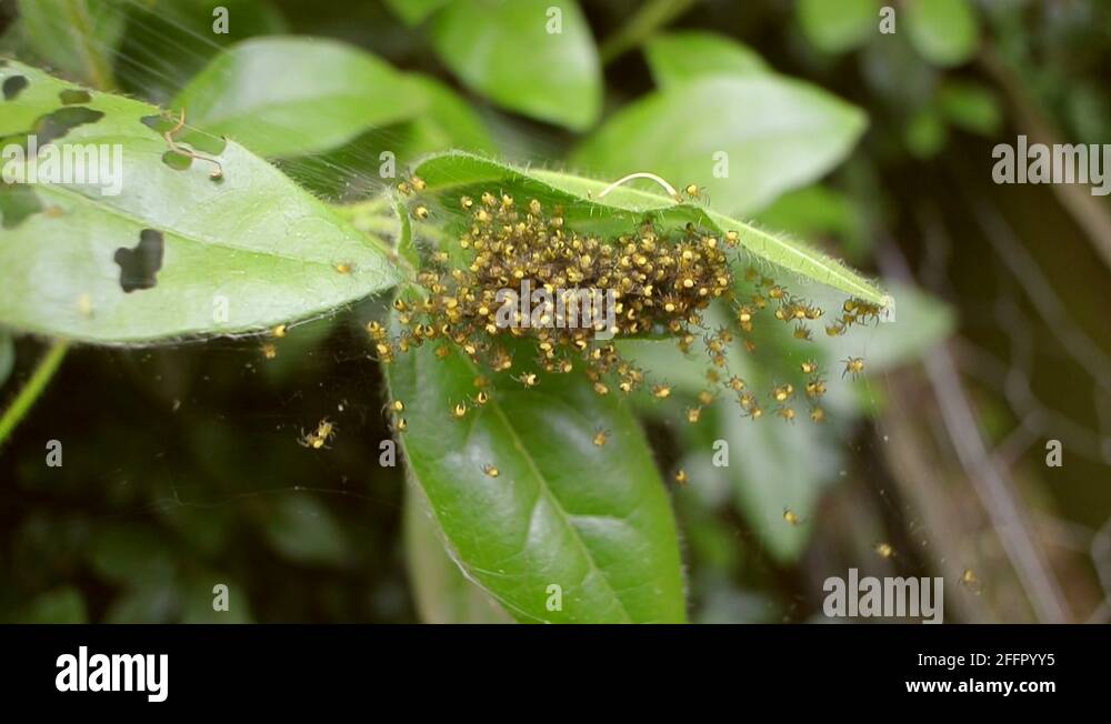Real spiders Stock Videos & Footage - HD and 4K Video Clips - Alamy