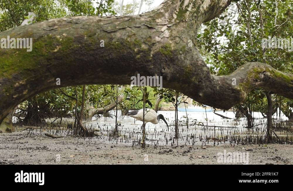 Australian tree life Stock Videos & Footage - HD and 4K Video Clips - Alamy