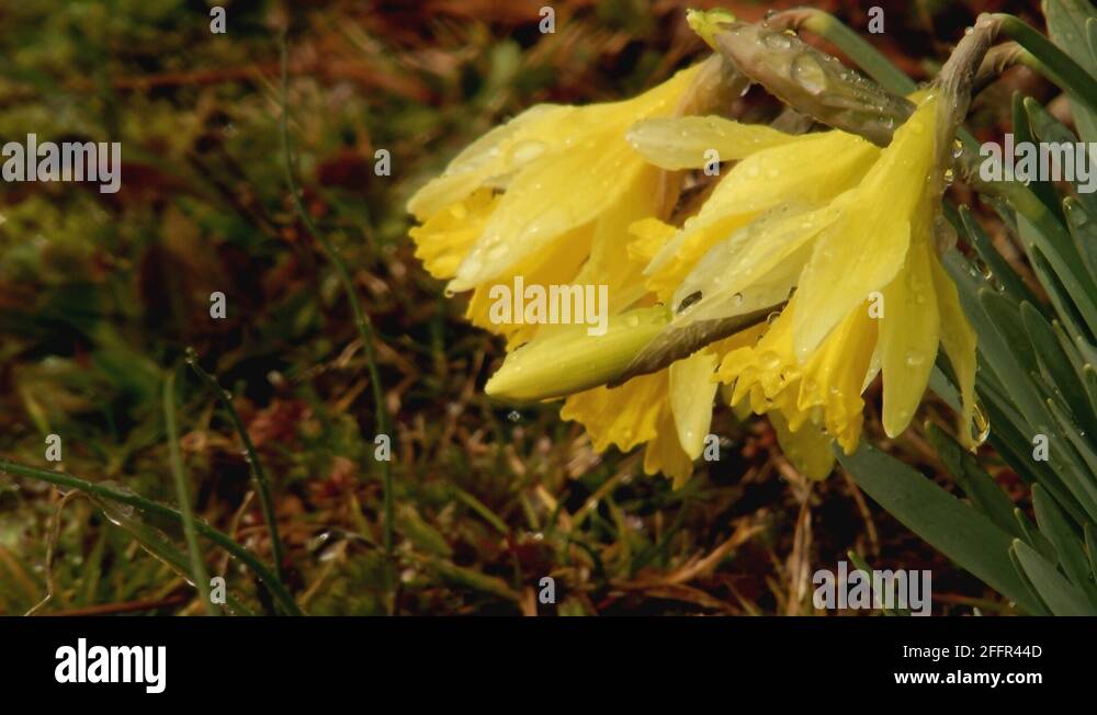 Drooping lily flowers Stock Videos & Footage - HD and 4K Video Clips ...