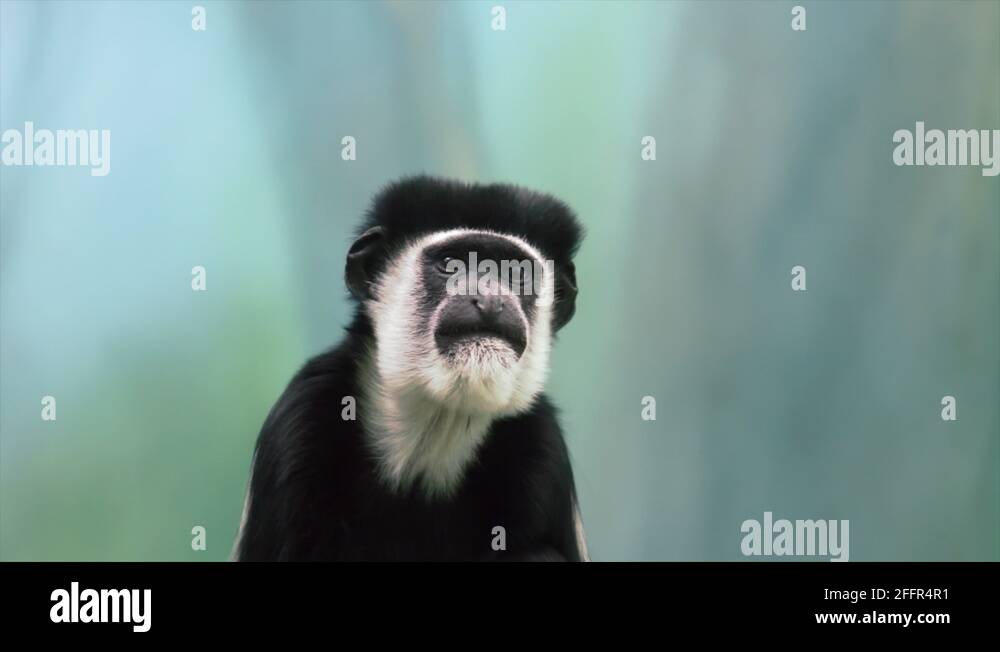 Monkey nose finger Stock Videos & Footage - HD and 4K Video Clips - Alamy