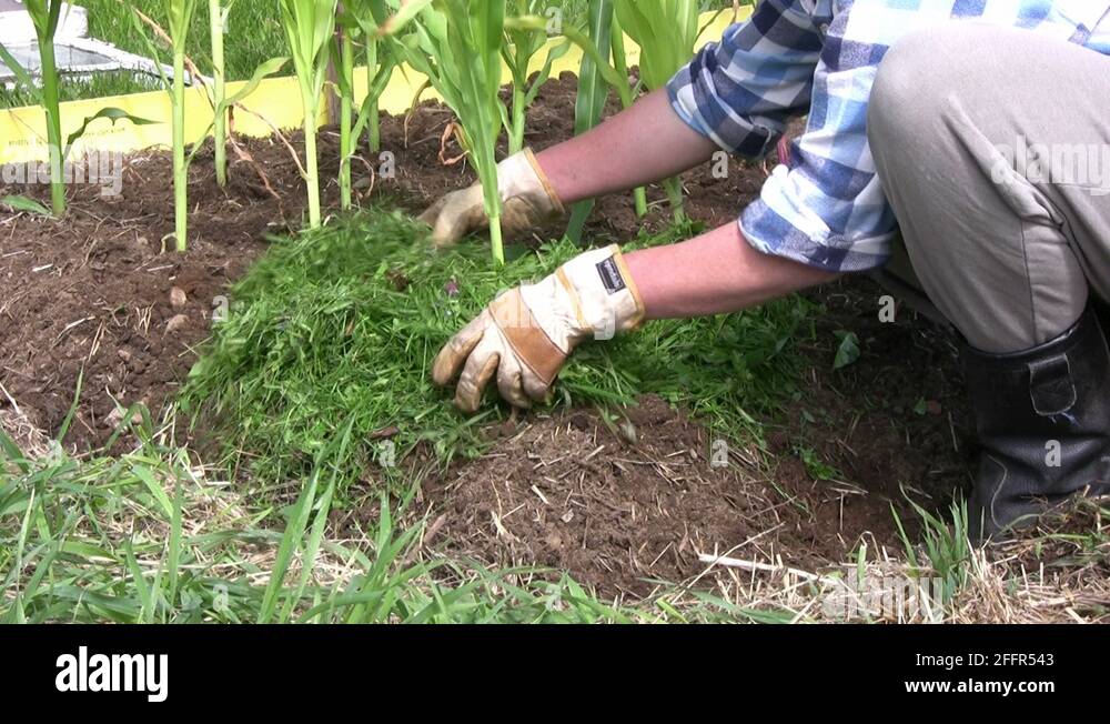 Grass clippings soil Stock Videos & Footage - HD and 4K Video Clips - Alamy