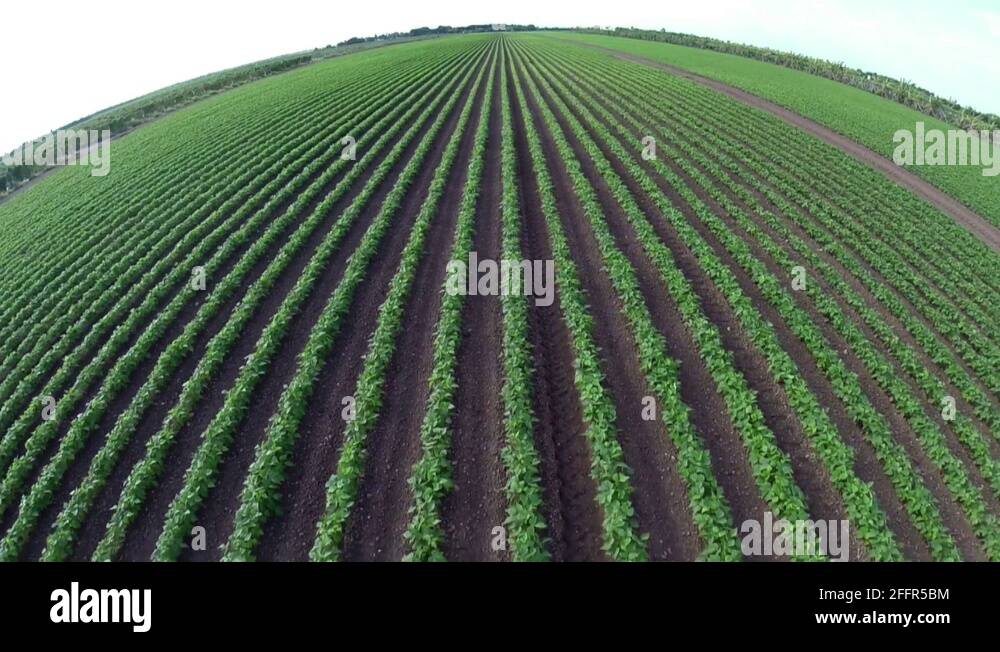 Farmland crops aerial Stock Videos & Footage - HD and 4K Video Clips ...