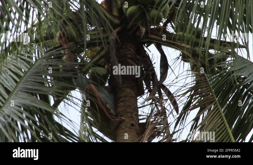 Filipino coconuts Stock Videos & Footage - HD and 4K Video Clips - Alamy