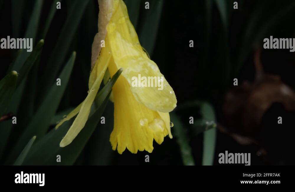 Ice lily Stock Videos & Footage - HD and 4K Video Clips - Alamy