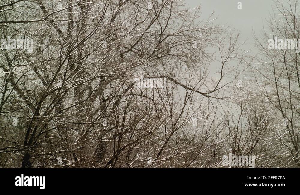 Ice storm frozen trees Stock Videos & Footage - HD and 4K Video Clips ...