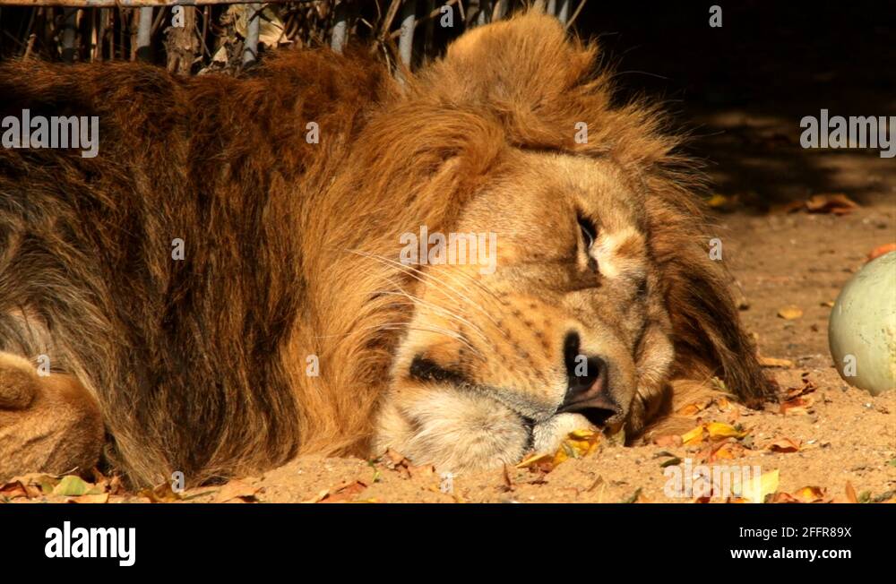 The head of shaggy lion close up, sleeping on sand and shadow ...