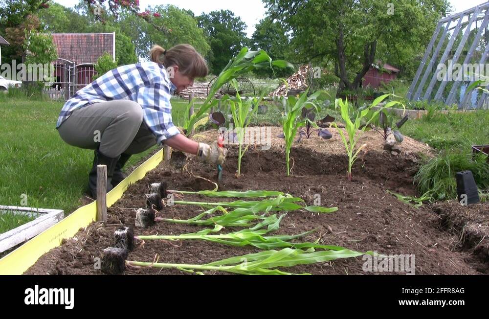 Planting maize corn Stock Videos & Footage - HD and 4K Video Clips - Alamy