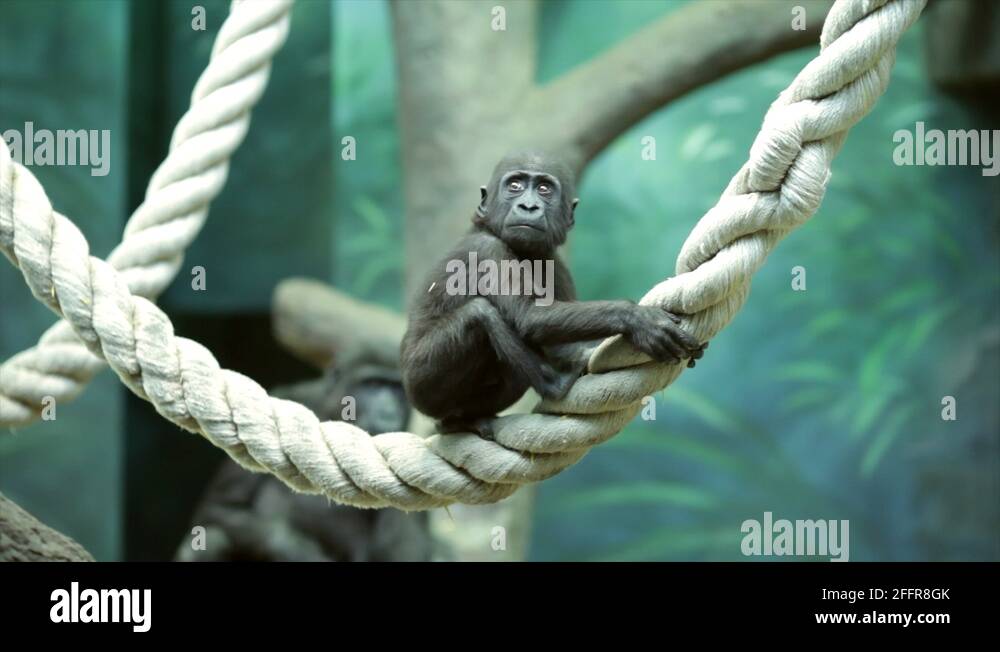 Gorilla rope Stock Videos & Footage - HD and 4K Video Clips - Alamy