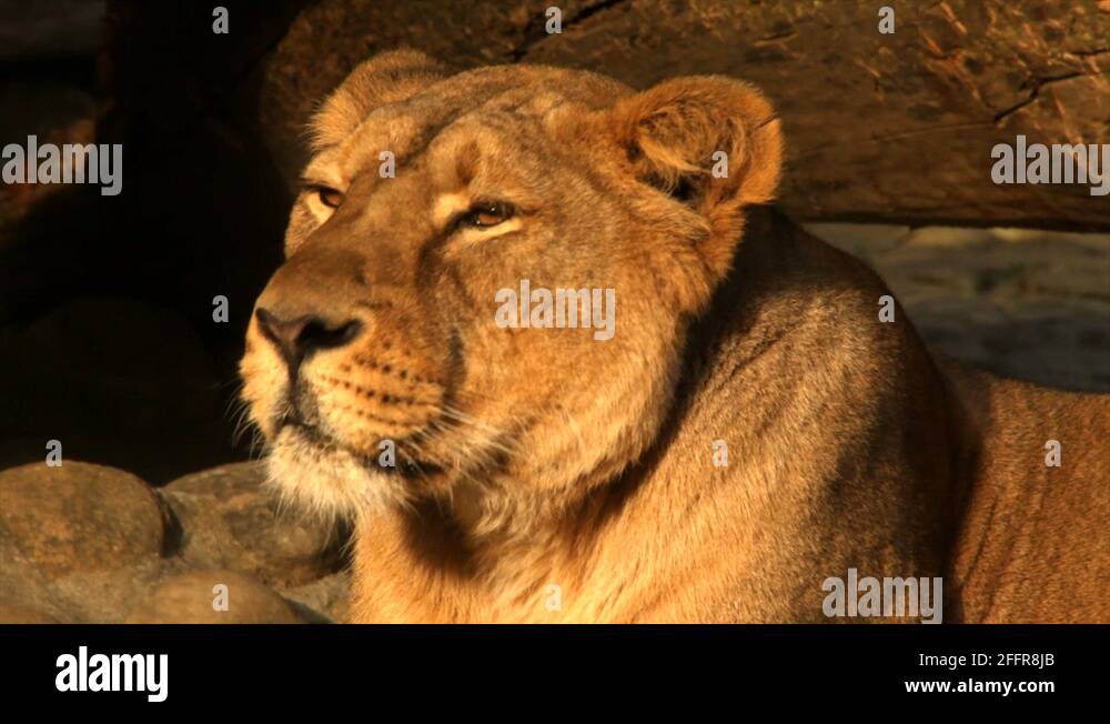Eye contact with adorable face close up of golden lioness in sunset ...