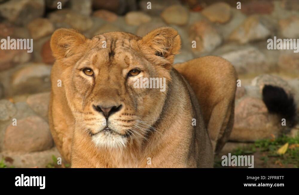 Lying on shoulder Stock Videos & Footage - HD and 4K Video Clips - Alamy