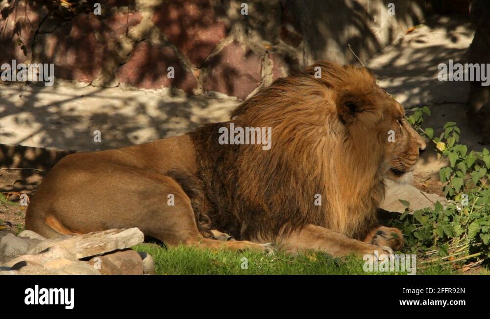 Male lion rolling on back Stock Videos & Footage - HD and 4K Video ...