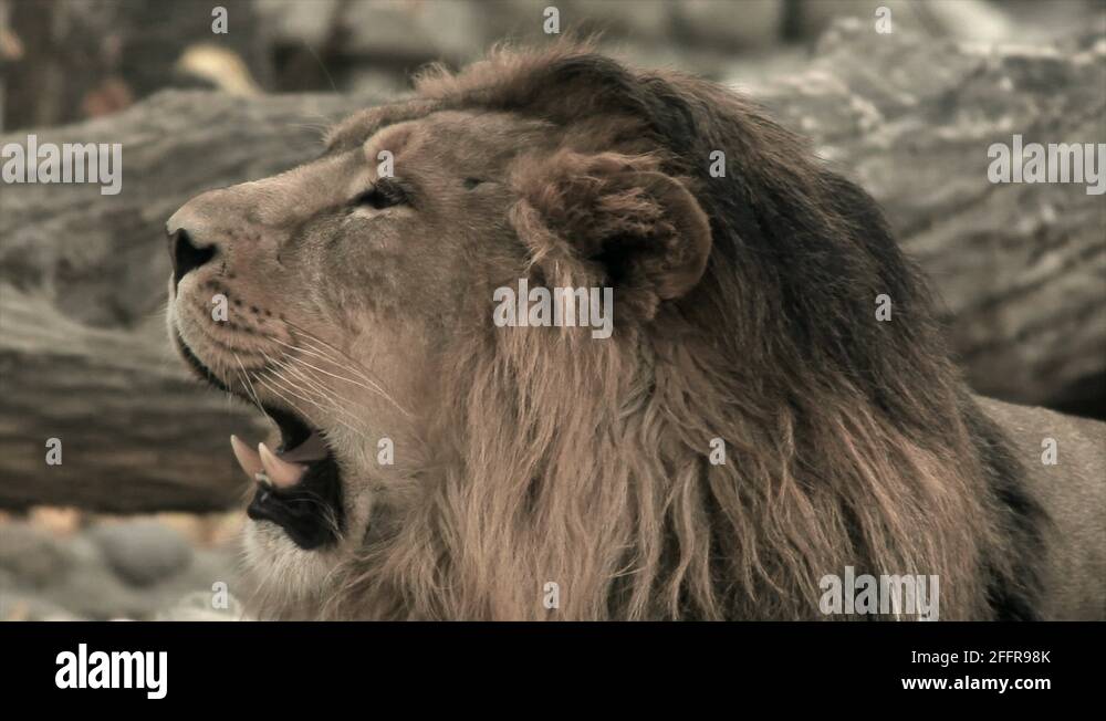 Changed the world Stock Videos & Footage - HD and 4K Video Clips - Alamy