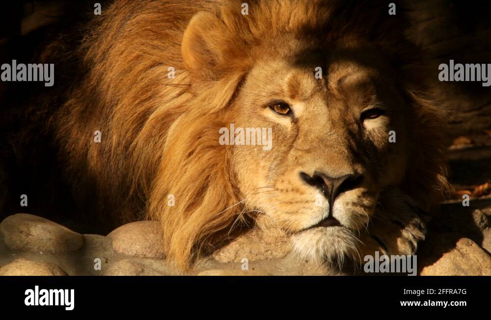 Border lion Stock Videos & Footage - HD and 4K Video Clips - Alamy