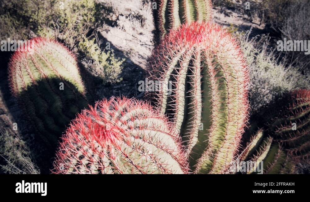 Mexican golden barrel cactus Stock Videos & Footage - HD and 4K Video ...