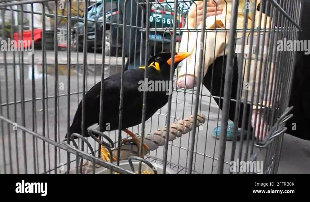 Crested myna Stock Videos & Footage - HD and 4K Video Clips - Alamy