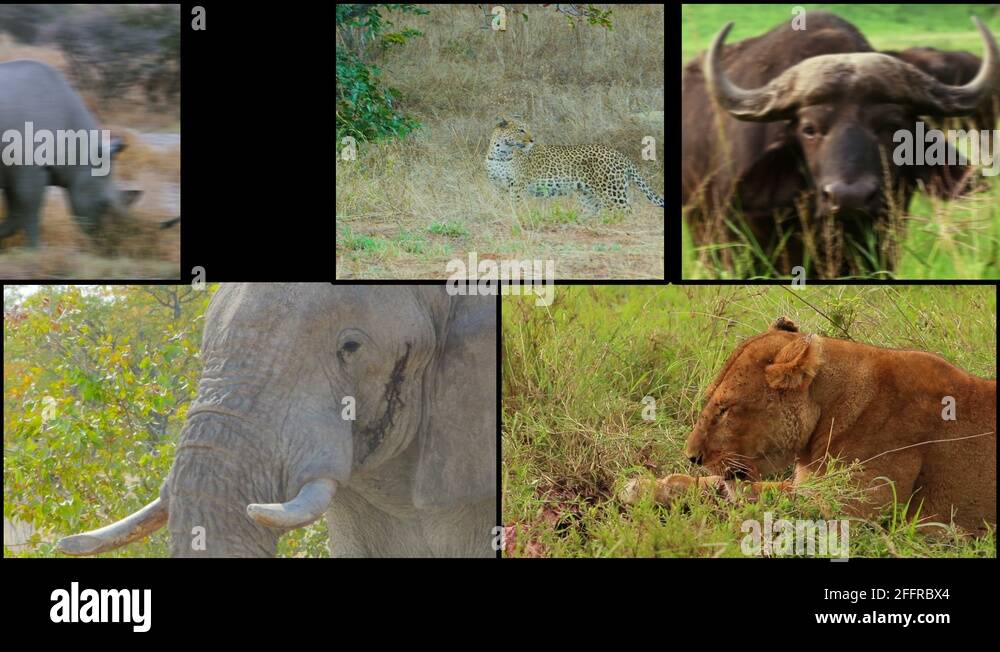 Big five Stock Videos & Footage - HD and 4K Video Clips - Alamy