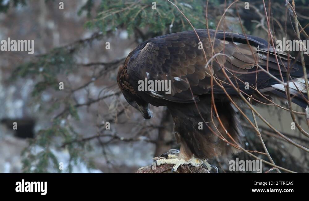 Golden eagle green Stock Videos & Footage - HD and 4K Video Clips - Alamy