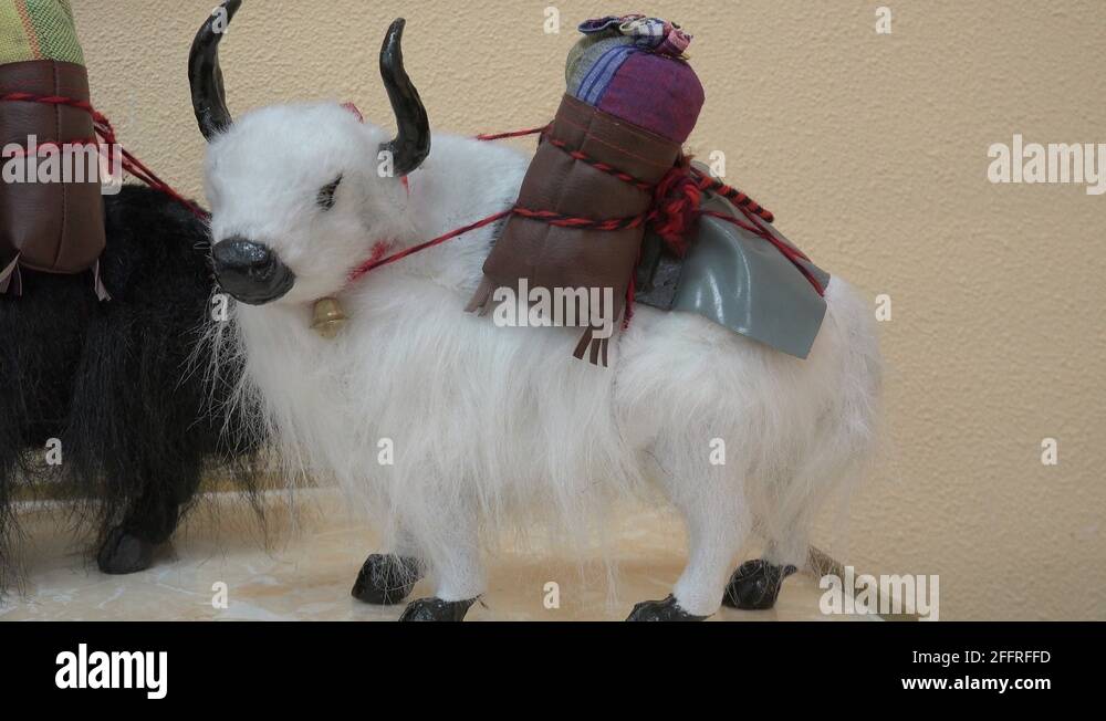 Nepal yak tibet Stock Videos & Footage - HD and 4K Video Clips - Alamy