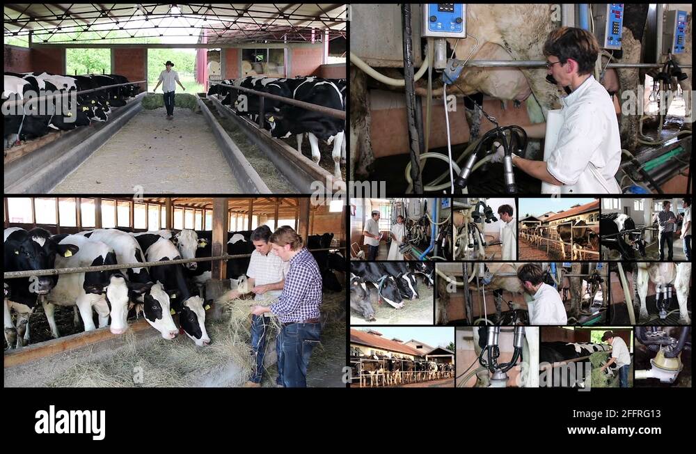 Dairy tradition Stock Videos & Footage - HD and 4K Video Clips - Alamy