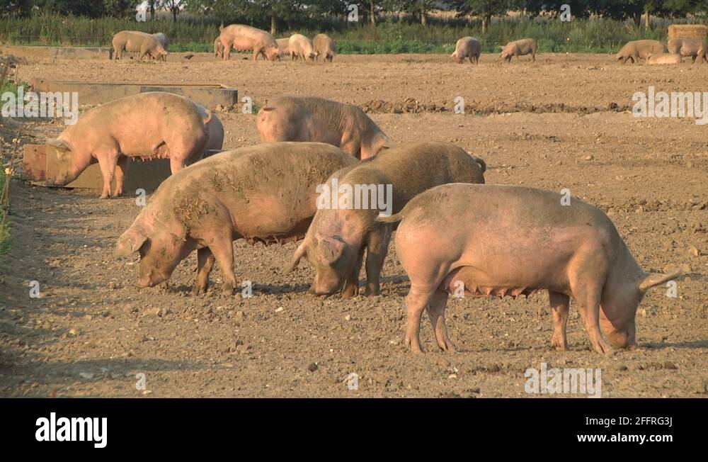 Pigs in a field Stock Videos & Footage - HD and 4K Video Clips - Alamy