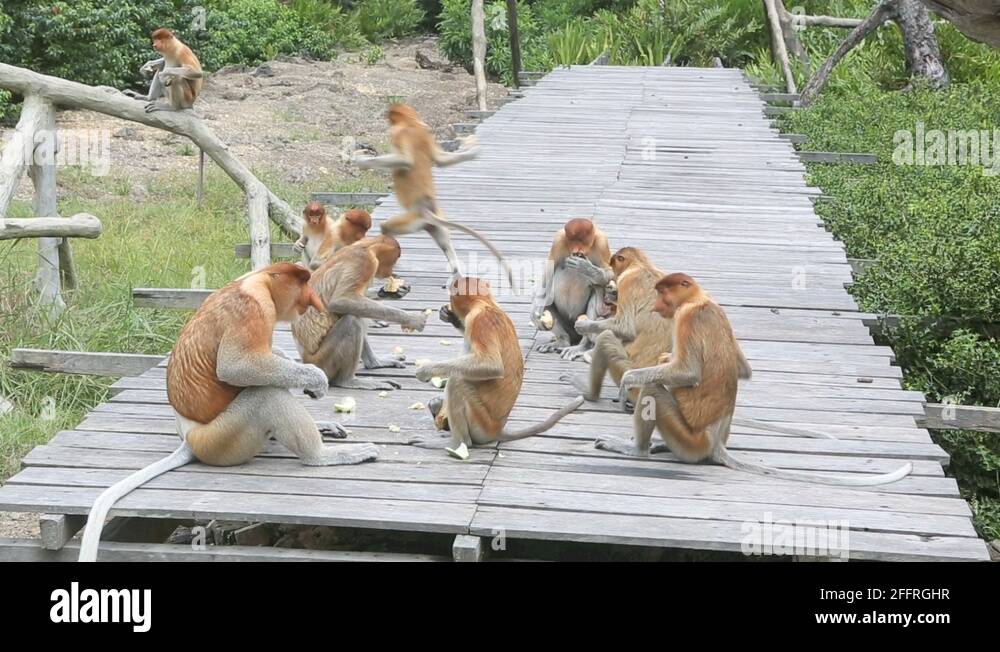 Platform habitat Stock Videos & Footage - HD and 4K Video Clips - Alamy