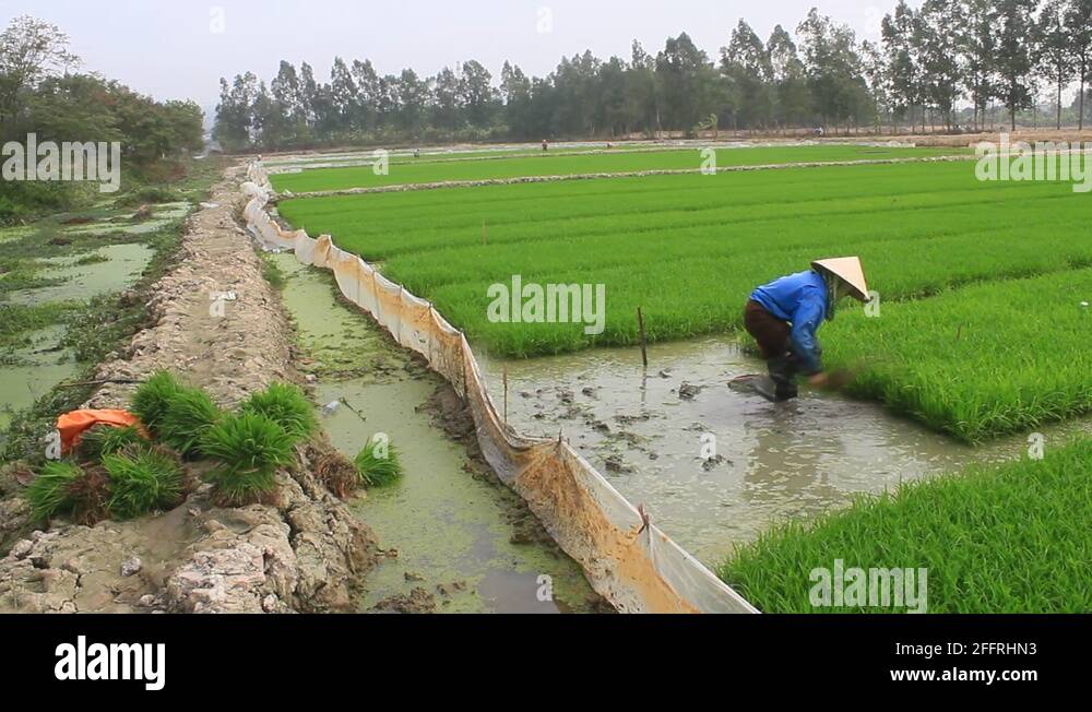 Asia rice farmer Stock Videos & Footage - HD and 4K Video Clips - Alamy