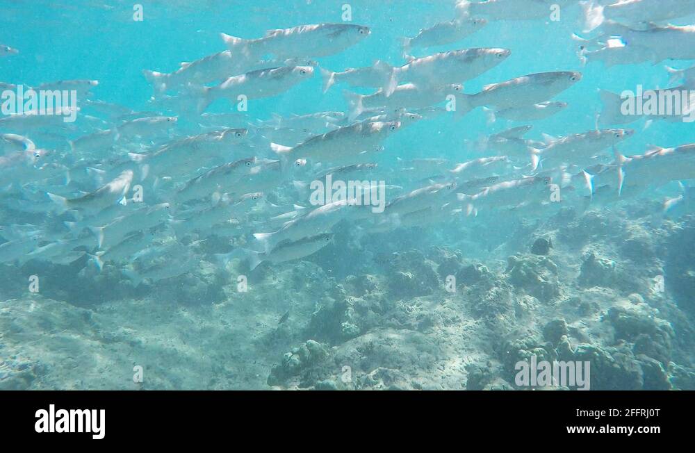 Mullet fish school schooling Stock Videos & Footage - HD and 4K Video ...